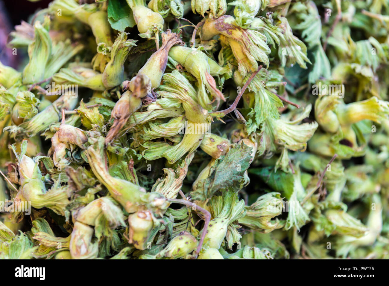 Green hazelnuts in shell with leaf. Fresh harvest. Top close view of ...