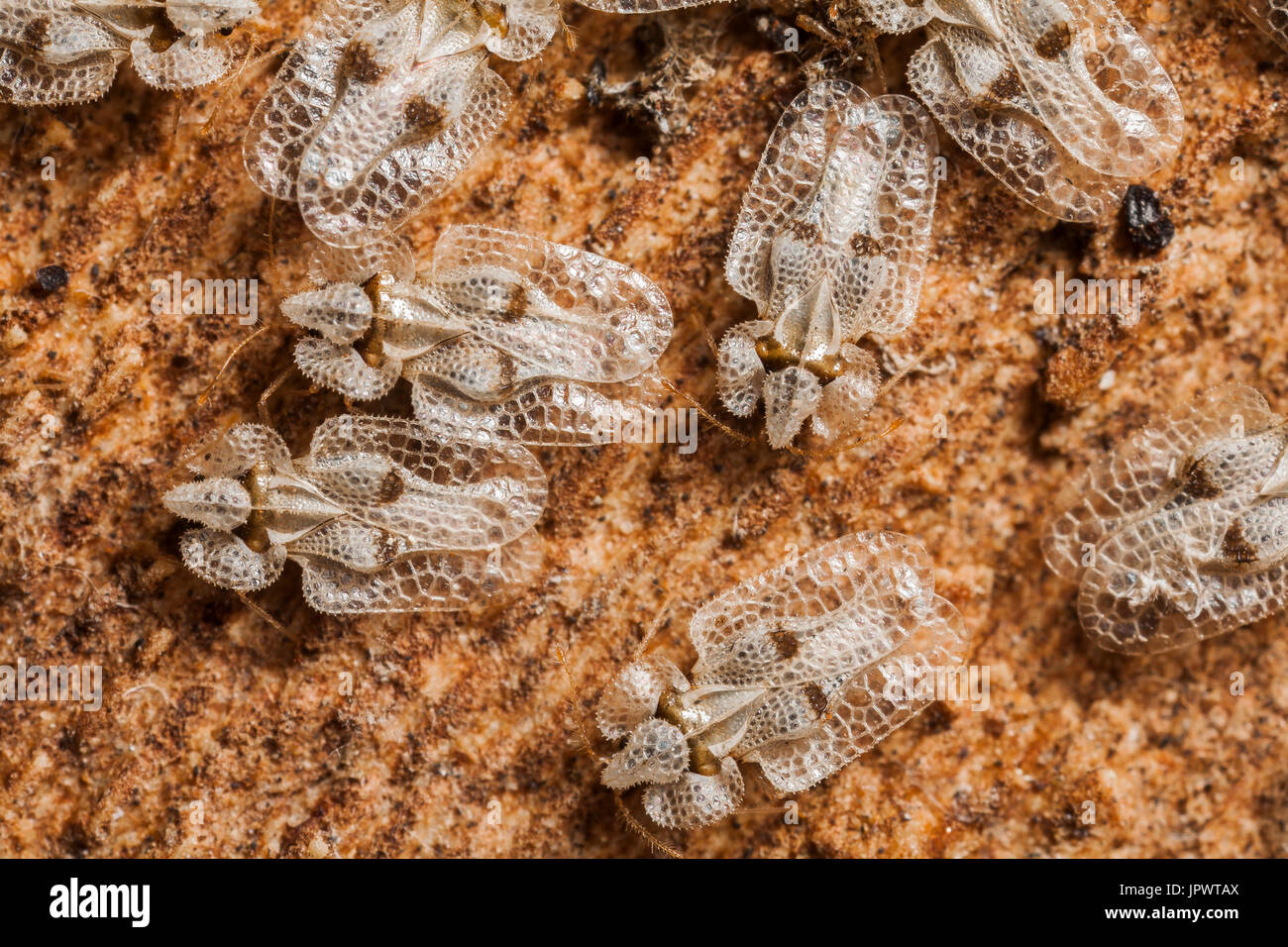 Sycamore Lace Bug (Tingidae sp) grouped under a bark to spend the ...