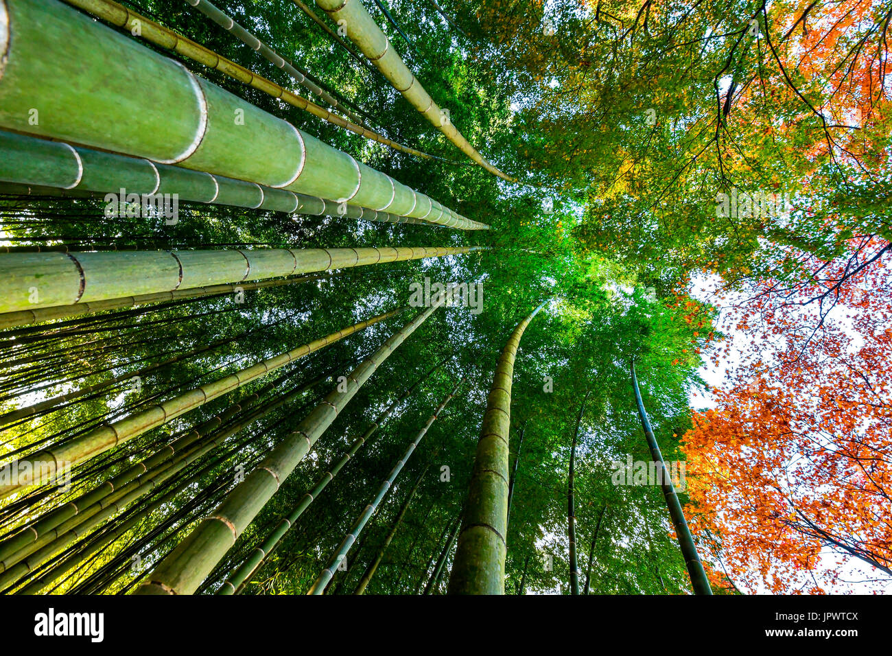 Bamboo 's path in Kyoto, Japan Stock Photo - Alamy