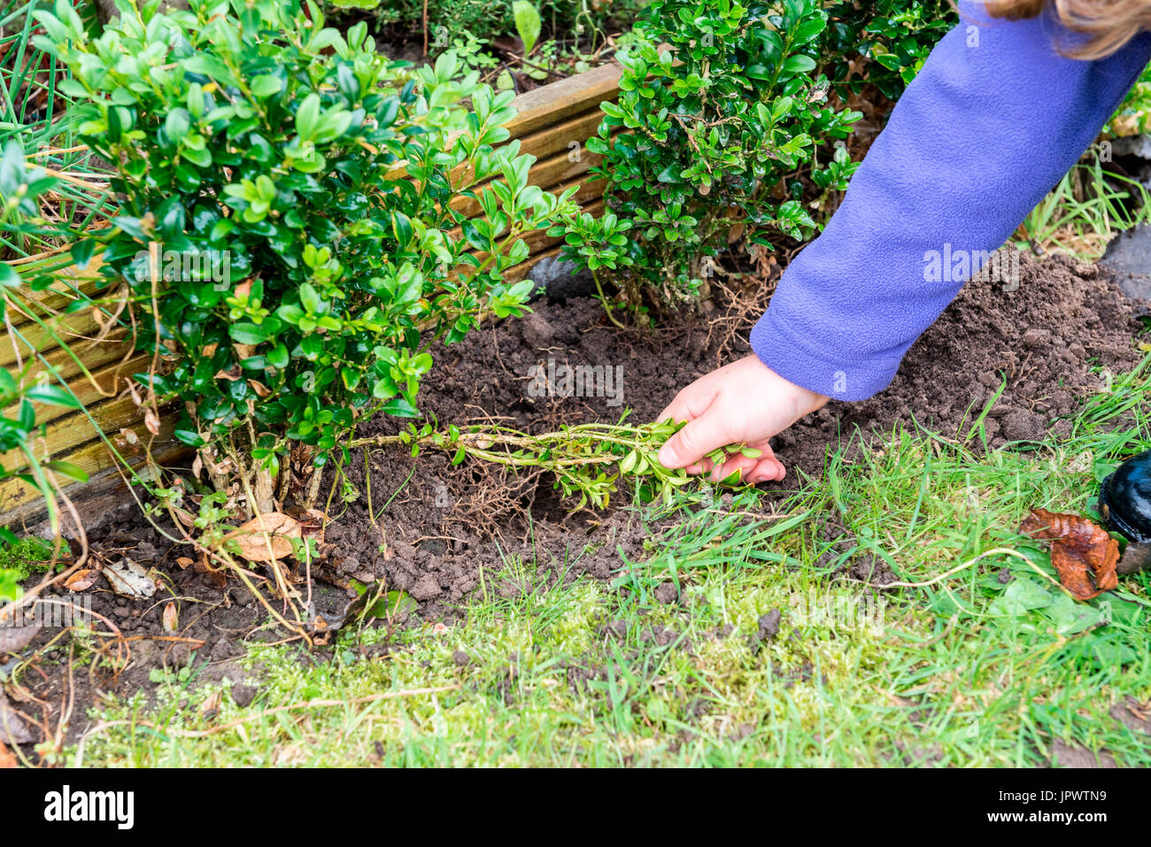 Little girl layering a box tree in a garden Stock Photo - Alamy