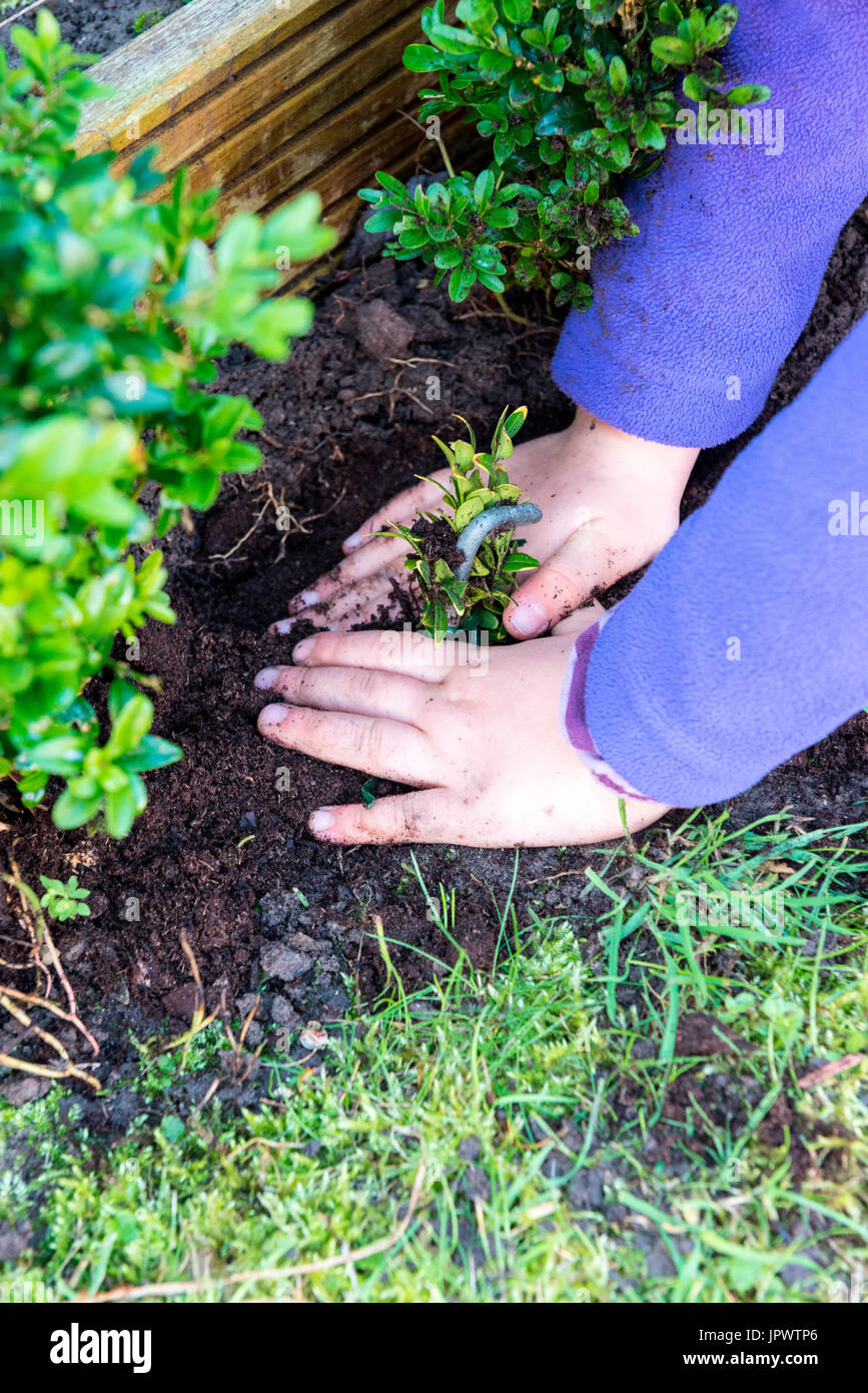 Little girl layering a box tree in a garden Stock Photo - Alamy