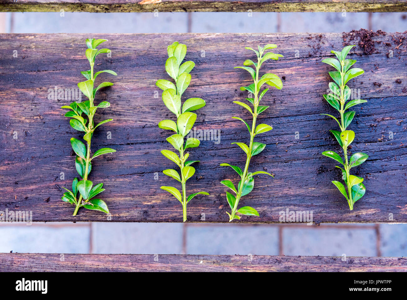 Little girl making a cutting from a box tree with the help of her ...