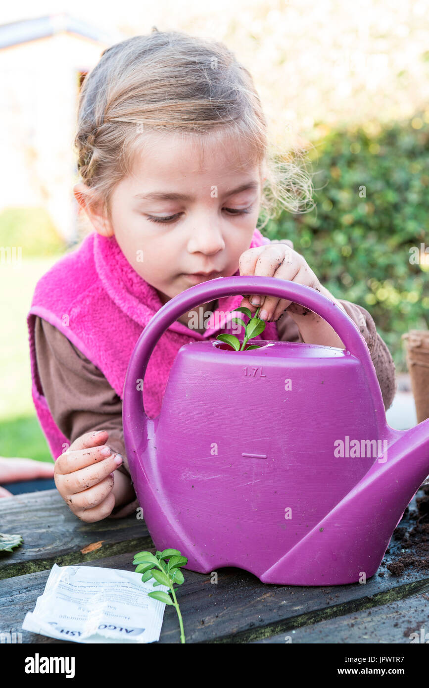 Little girl making a cutting from a box tree with the help of her ...