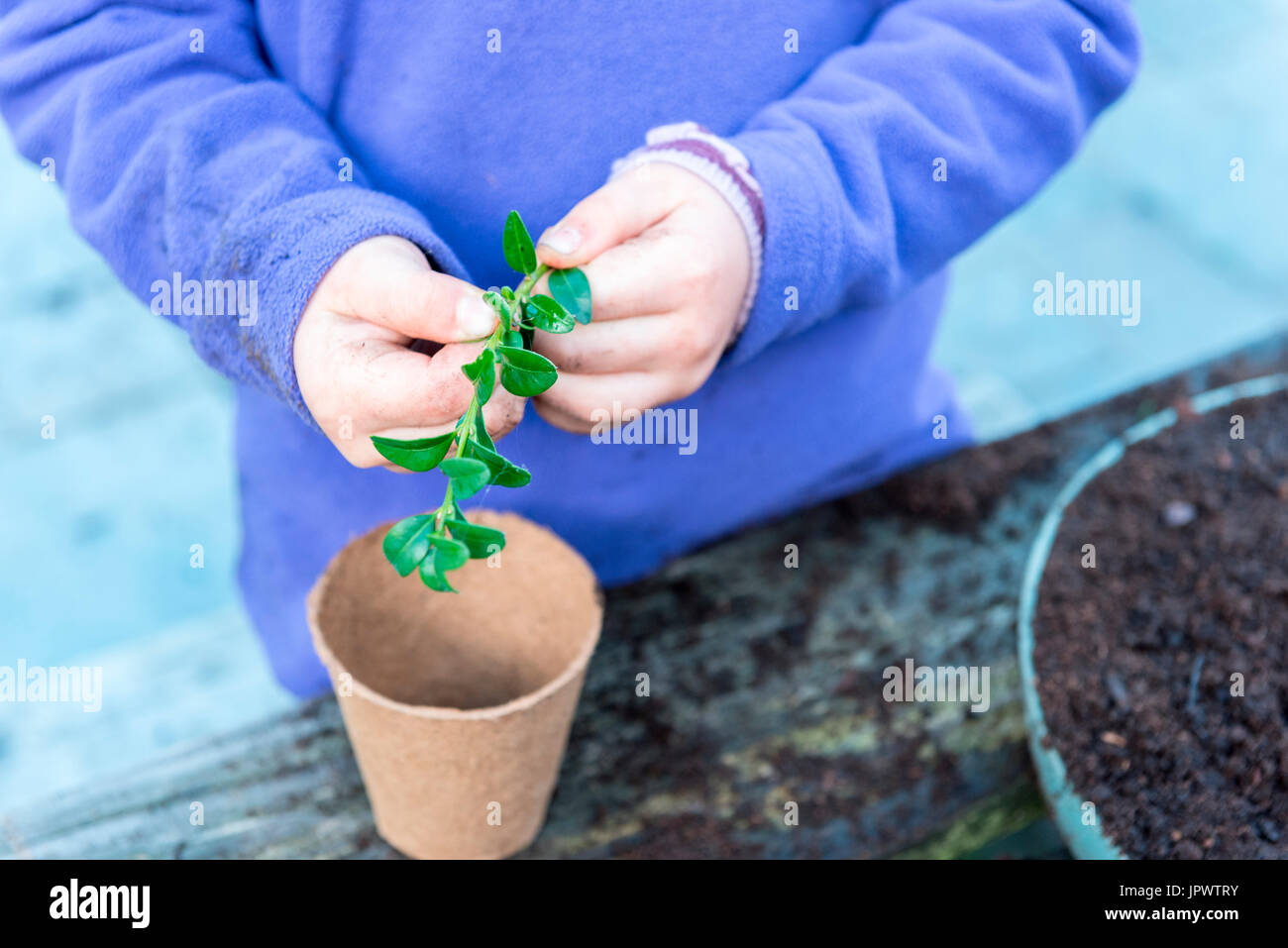Little girl making a cutting from a box tree Stock Photo - Alamy
