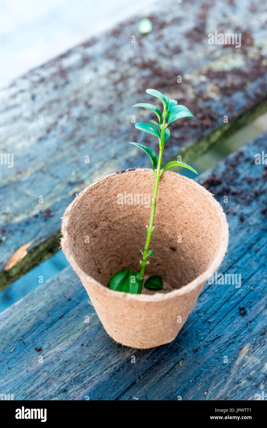 Little girl making a cutting from a box tree Stock Photo - Alamy