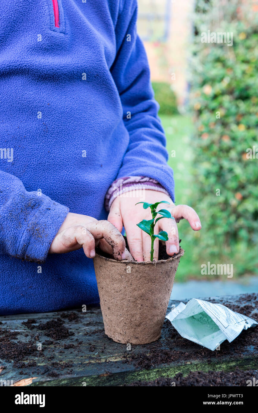 Little girl making a cutting from a box tree Stock Photo - Alamy