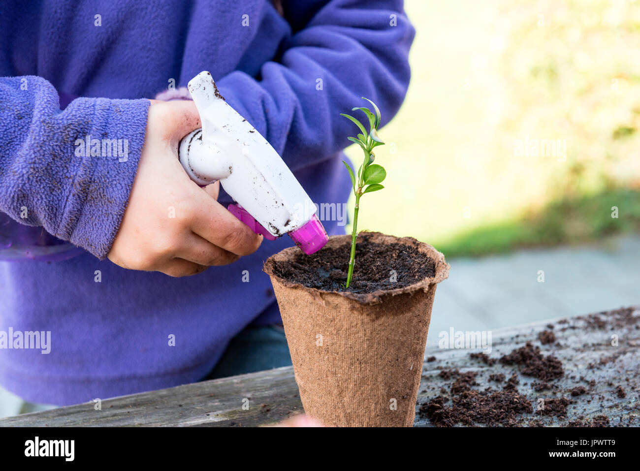 Little girl making a cutting from a box tree Stock Photo - Alamy
