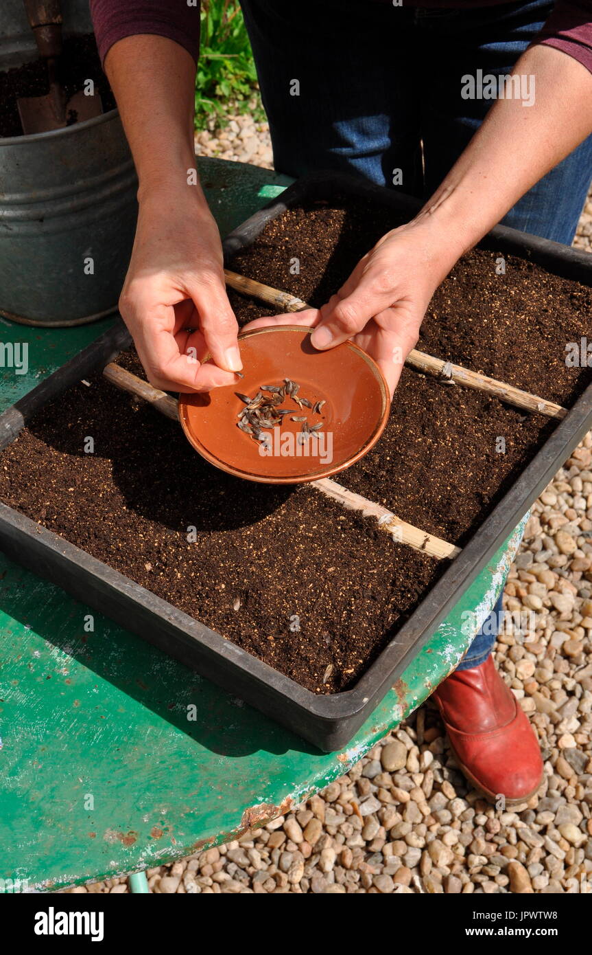 Sowing wild companion plants in a tray Stock Photo - Alamy