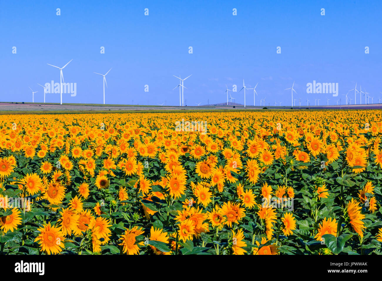 Sunflowers in morning summer field hi-res stock photography and images ...