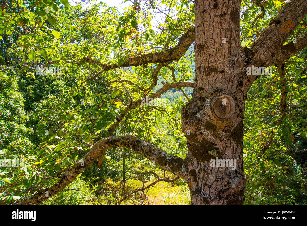 árbol tronco hi-res stock photography and images - Alamy