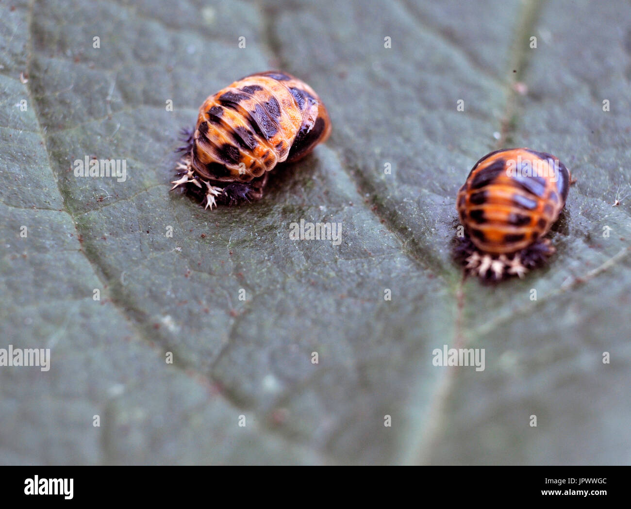 Pupa shell hi-res stock photography and images - Alamy