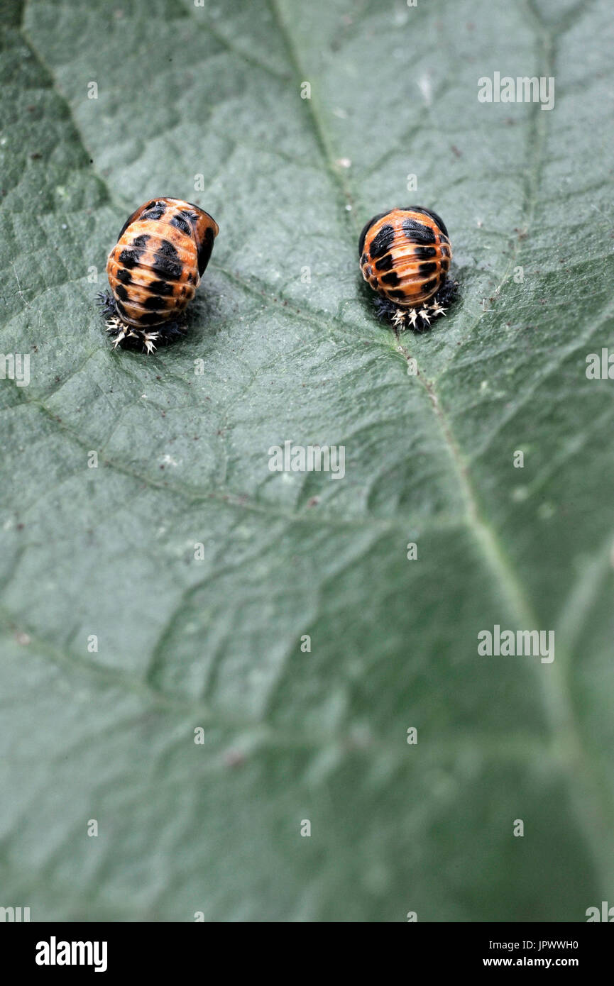Pupa shell hi-res stock photography and images - Alamy