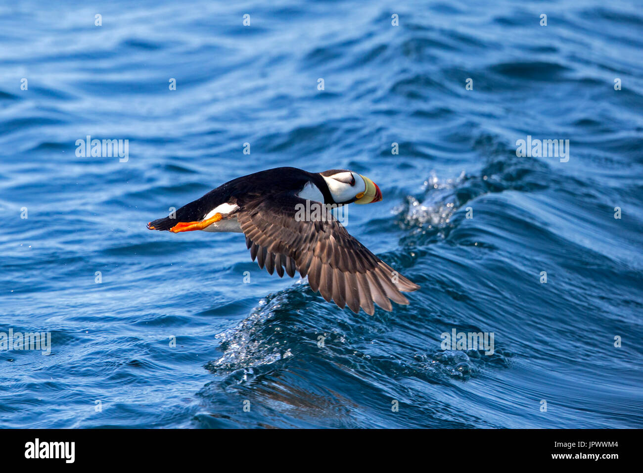 Horned puffin in flight - Kenai Fjords Alaska Stock Photo - Alamy