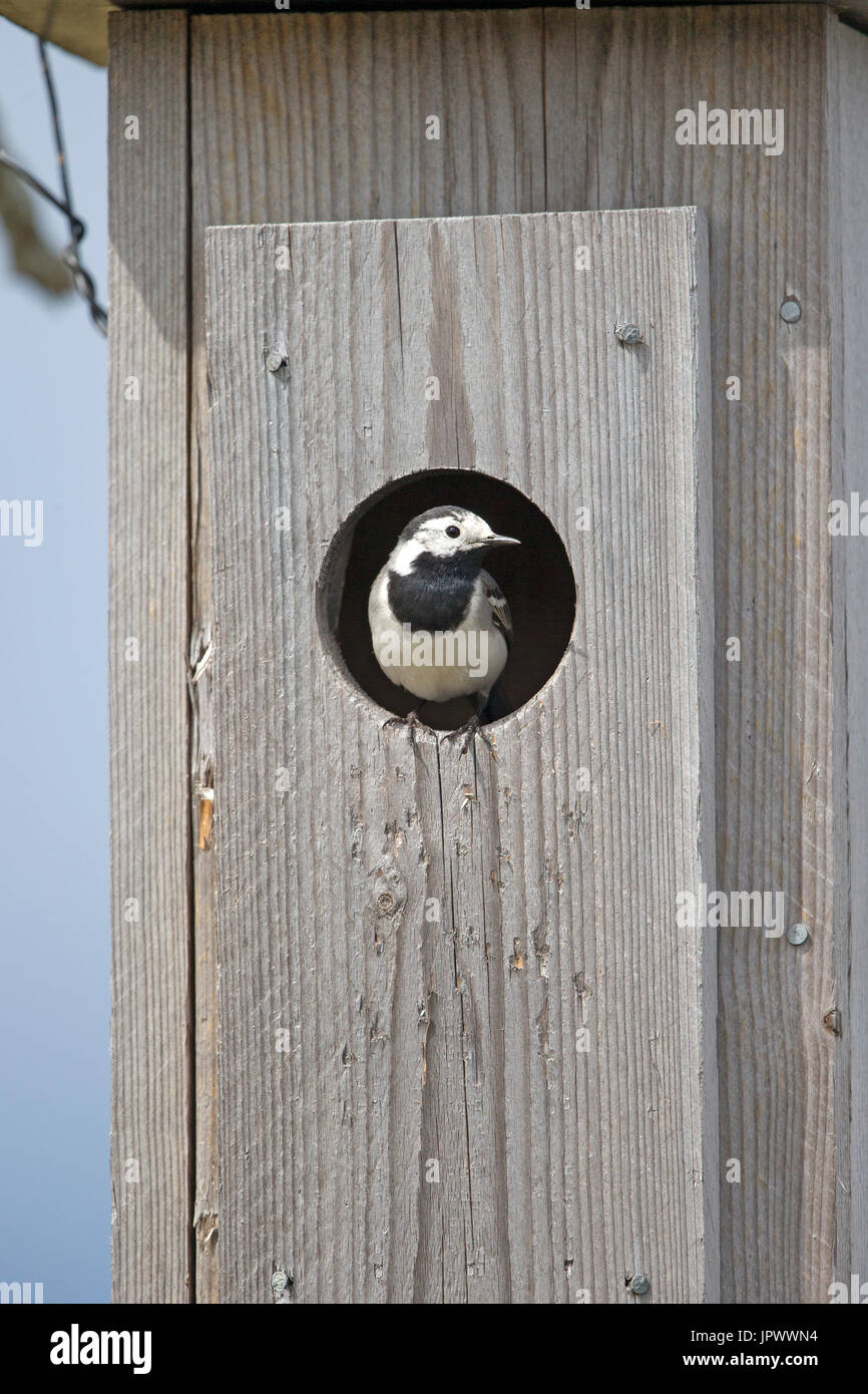 Pied Wagtail at the entrance of the nest-box - Finland Stock Photo - Alamy