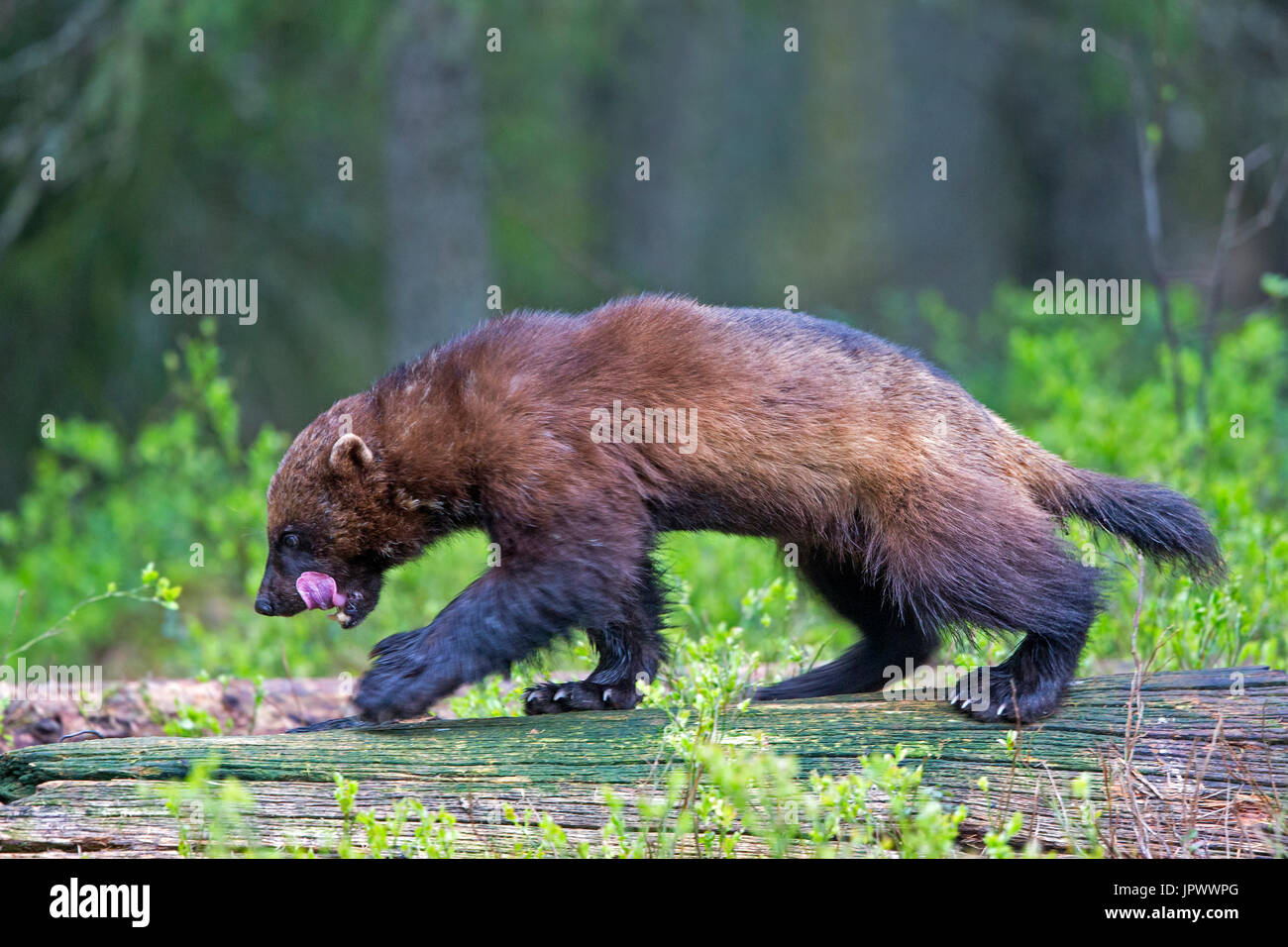 Wolverine walking on a trunk in undergrowth - Finland Stock Photo - Alamy