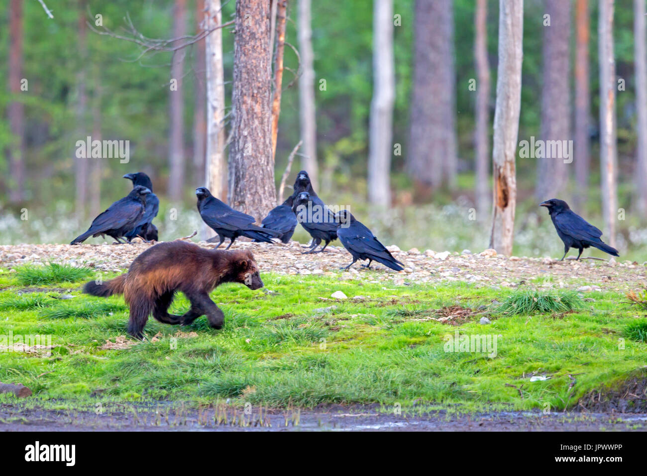 Wolverine and Ravens in undergrowth - Finland Stock Photo - Alamy
