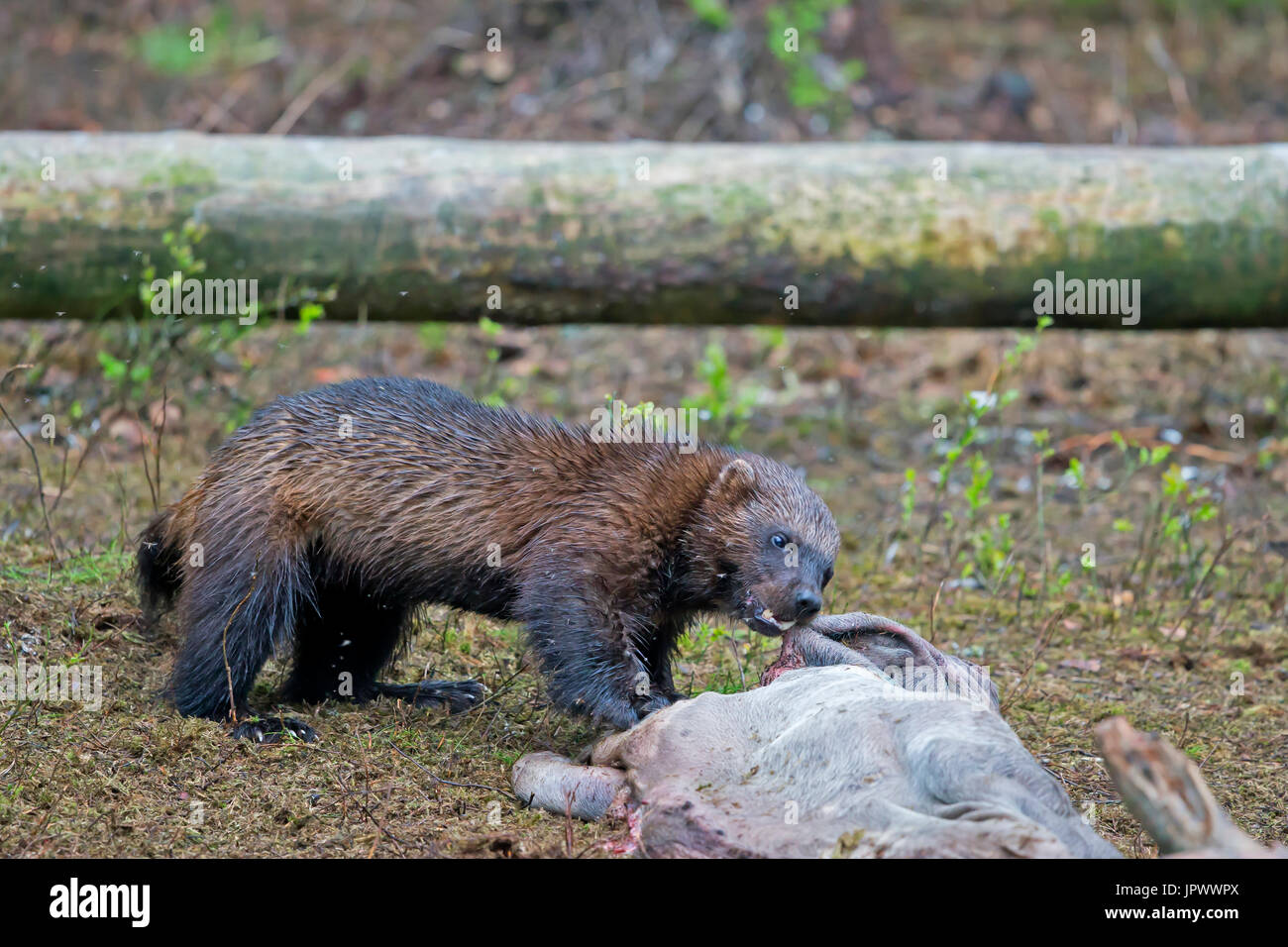 Wolverines in the wild hi-res stock photography and images - Alamy