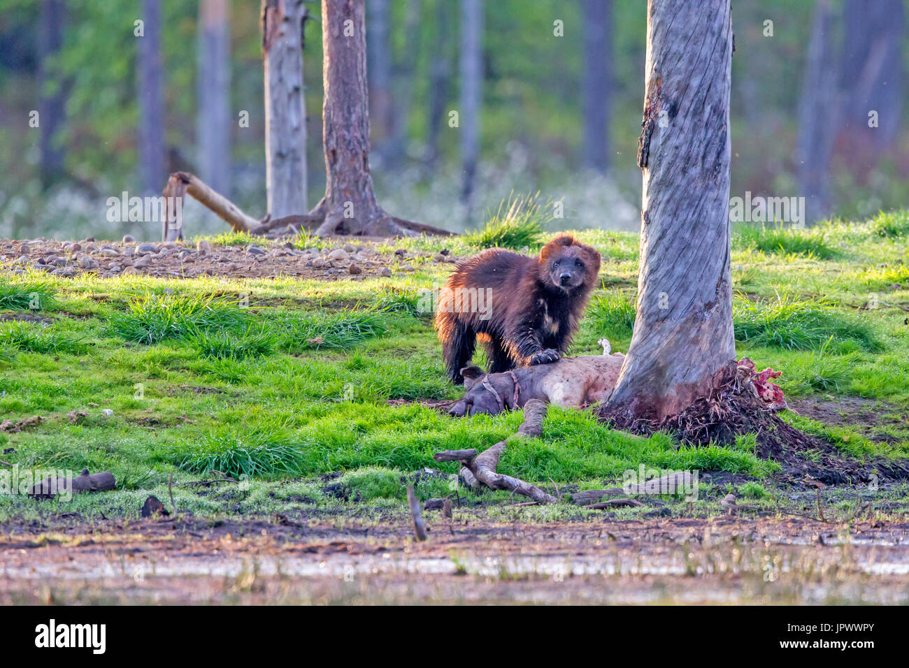 Wolverine eating a carcass in undergrowth - Finland Stock Photo - Alamy