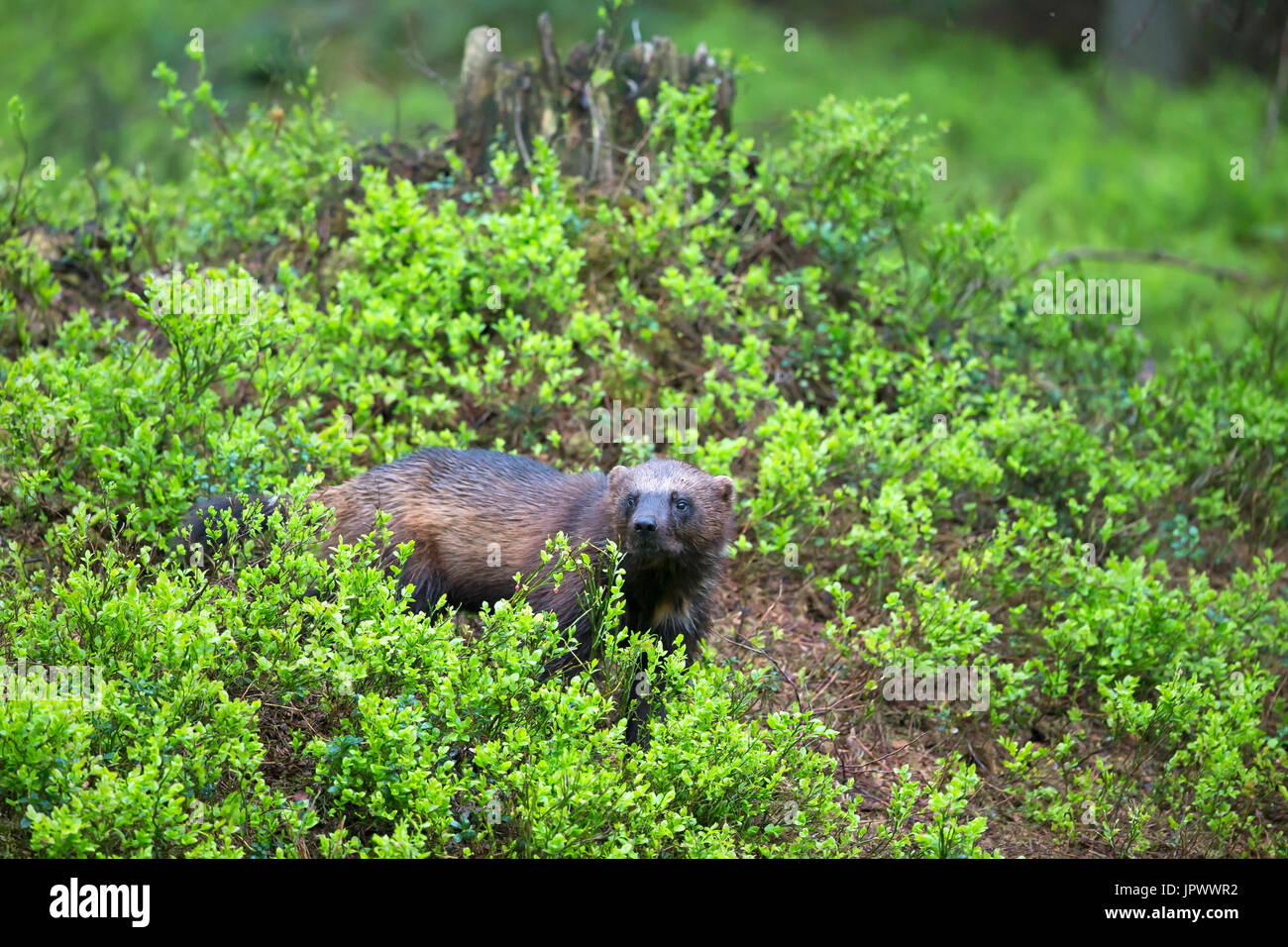 Wolverine in undergrowth - Finland Stock Photo - Alamy