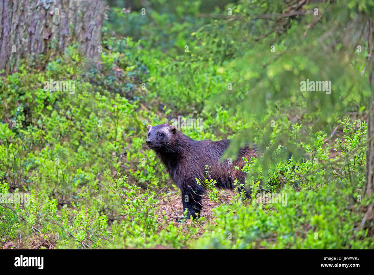 Wolverines in the wild hi-res stock photography and images - Alamy