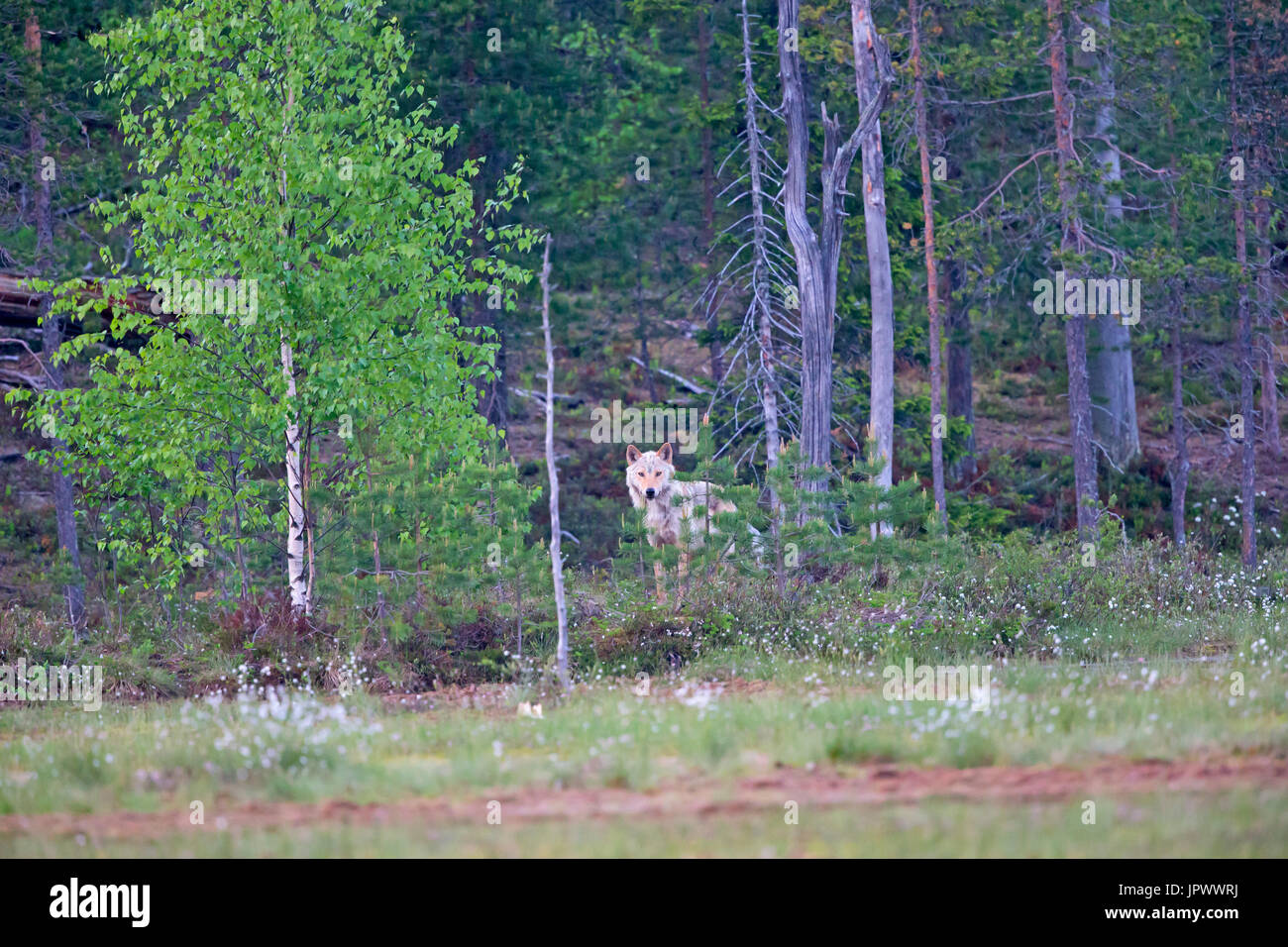 Wolf temperate forest hi-res stock photography and images - Alamy