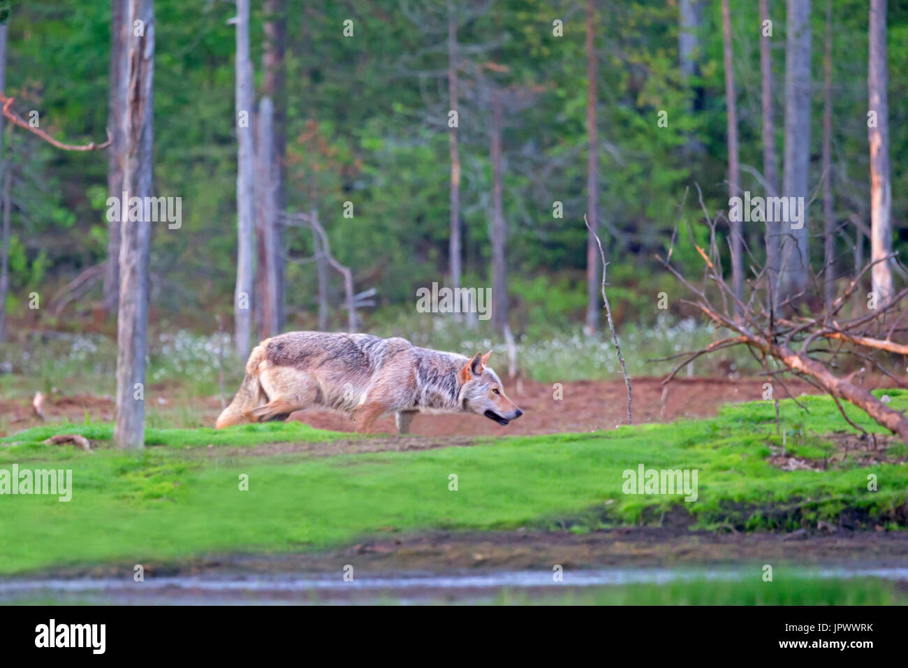 Common Gray Wolf walking in the undergrowth - Finland Stock Photo - Alamy