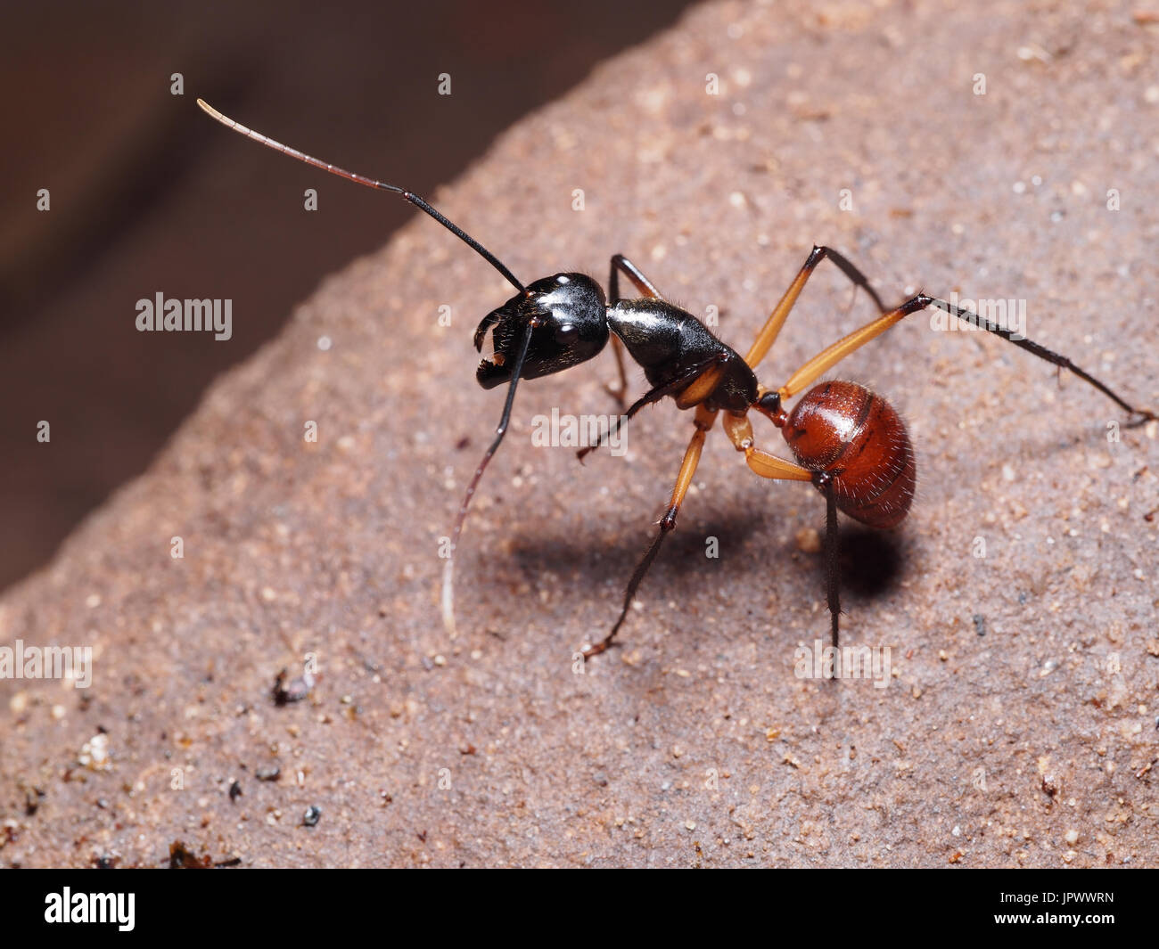 Giant Forest Ant in a small cave - Bako Borneo Malaysia Stock Photo - Alamy