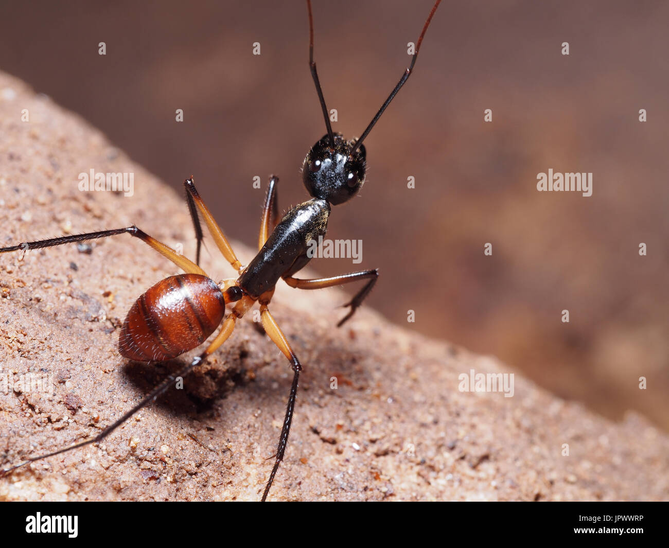 Giant Forest Ant in a small cave - Bako Borneo Malaysia Stock Photo - Alamy