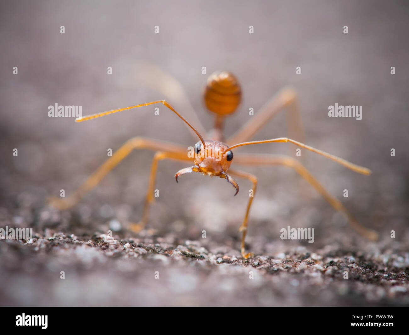 Green Weaver Tree Ant on ground - Bako Borneo Malaysia Stock Photo - Alamy