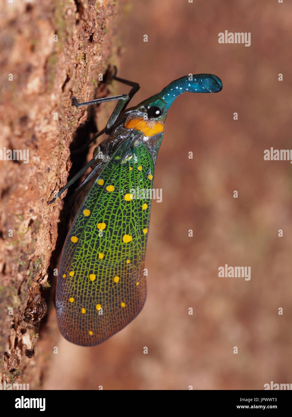 Lantern bug on bark - Kinabatangan Borneo Malaysia Stock Photo - Alamy