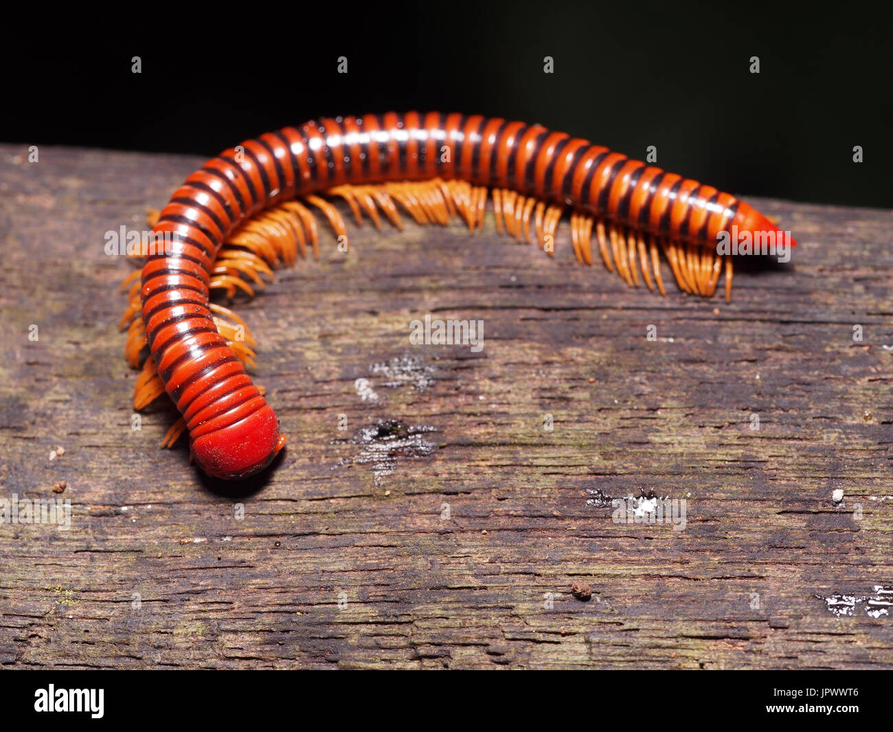 Red Millipede on wood - Gunung Mulu Borneo Malaysia Stock Photo - Alamy
