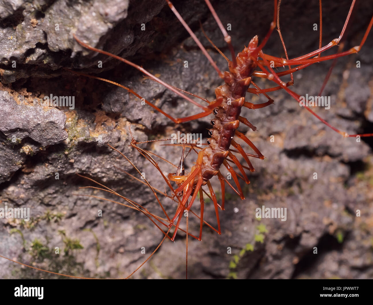 Long legged centipede with prey - Bako Borneo Malaysia Stock Photo - Alamy