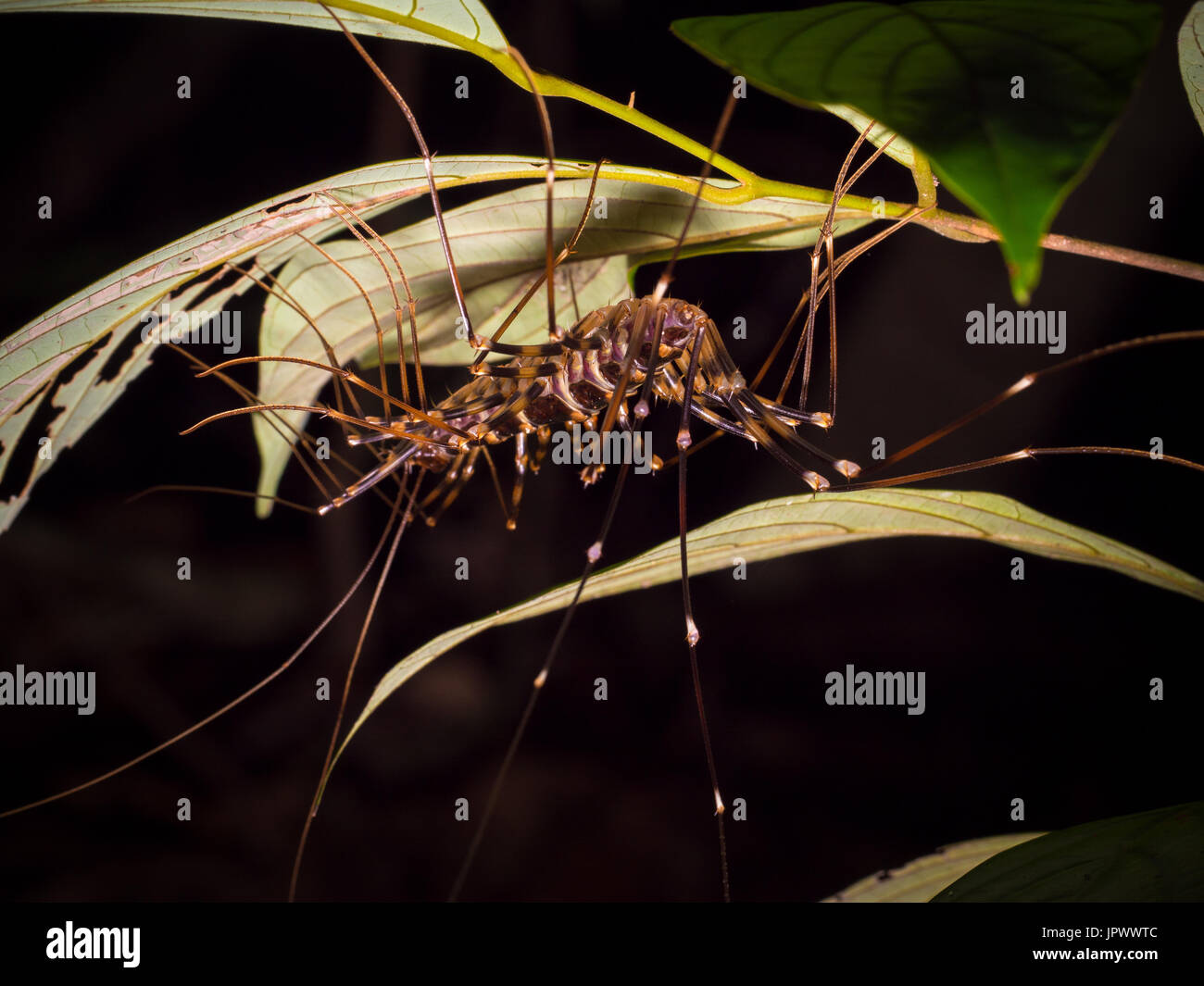 Long legged centipede on leaf - Bako Borneo Malaysia Stock Photo - Alamy