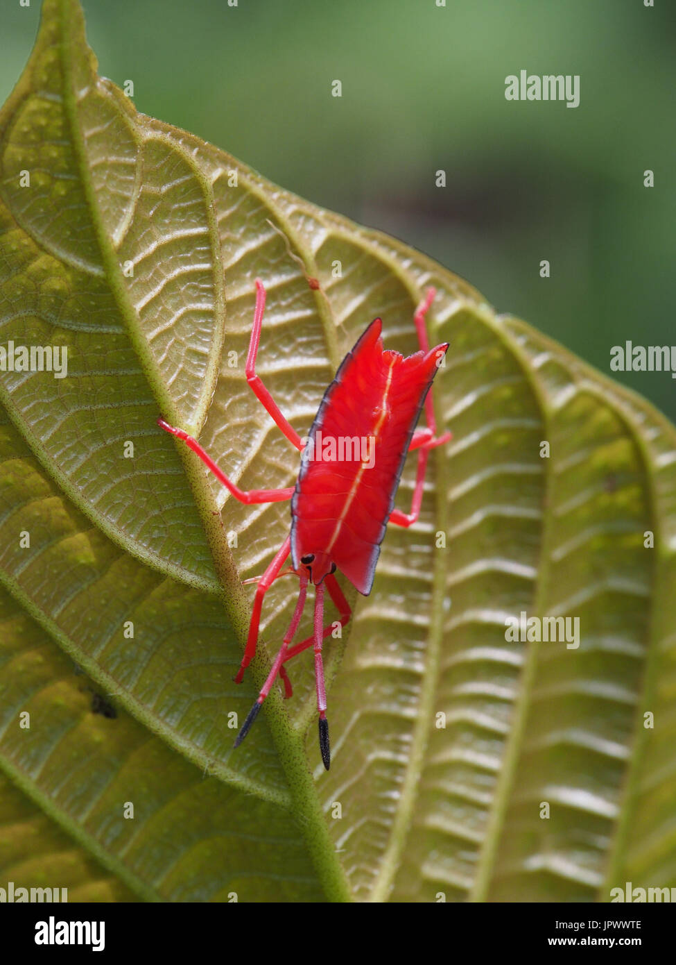 Shield Bug on leaf - Gunung Mulu Borneo Malaysia Stock Photo - Alamy