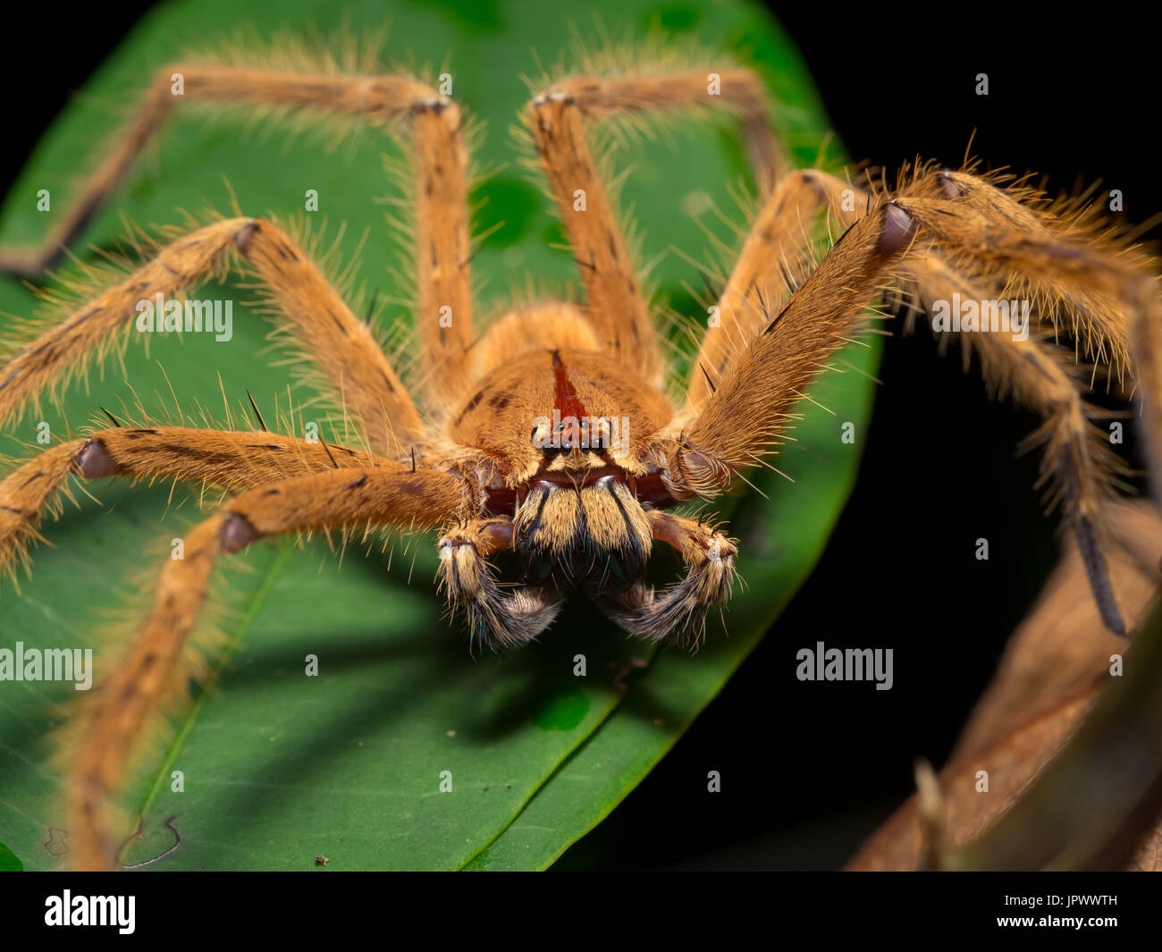 Tropical huntsman spider High Resolution Stock Photography and Images ...