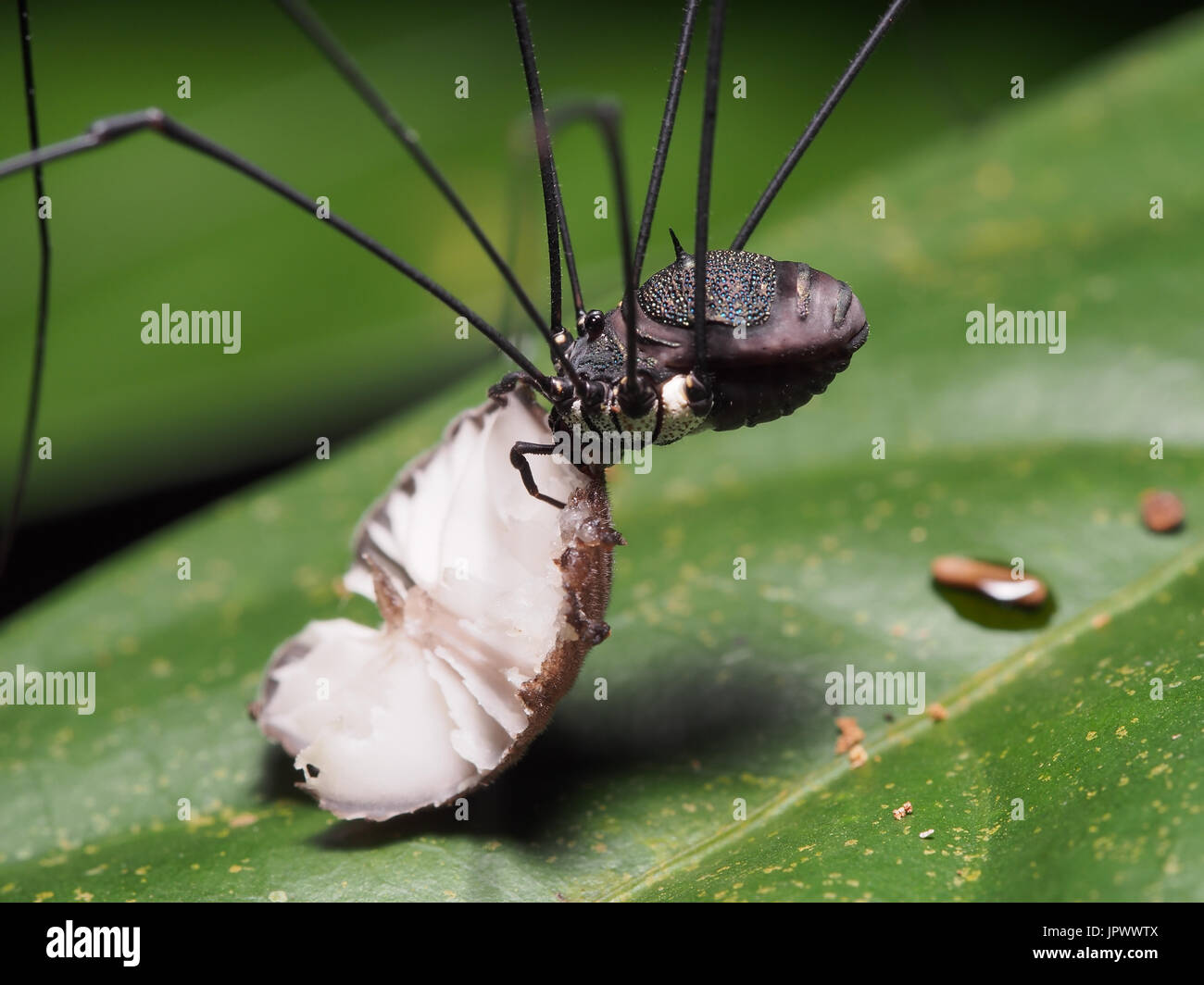 Harvestman eating a mushroom - Tawau Hills Borneo Malaysia Stock Photo ...