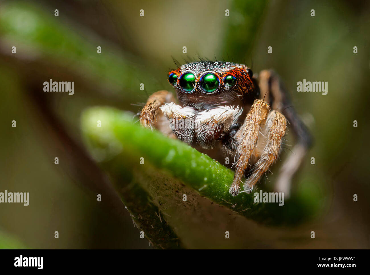 Peacock Jumping Spider on a leaf - Australia Stock Photo - Alamy