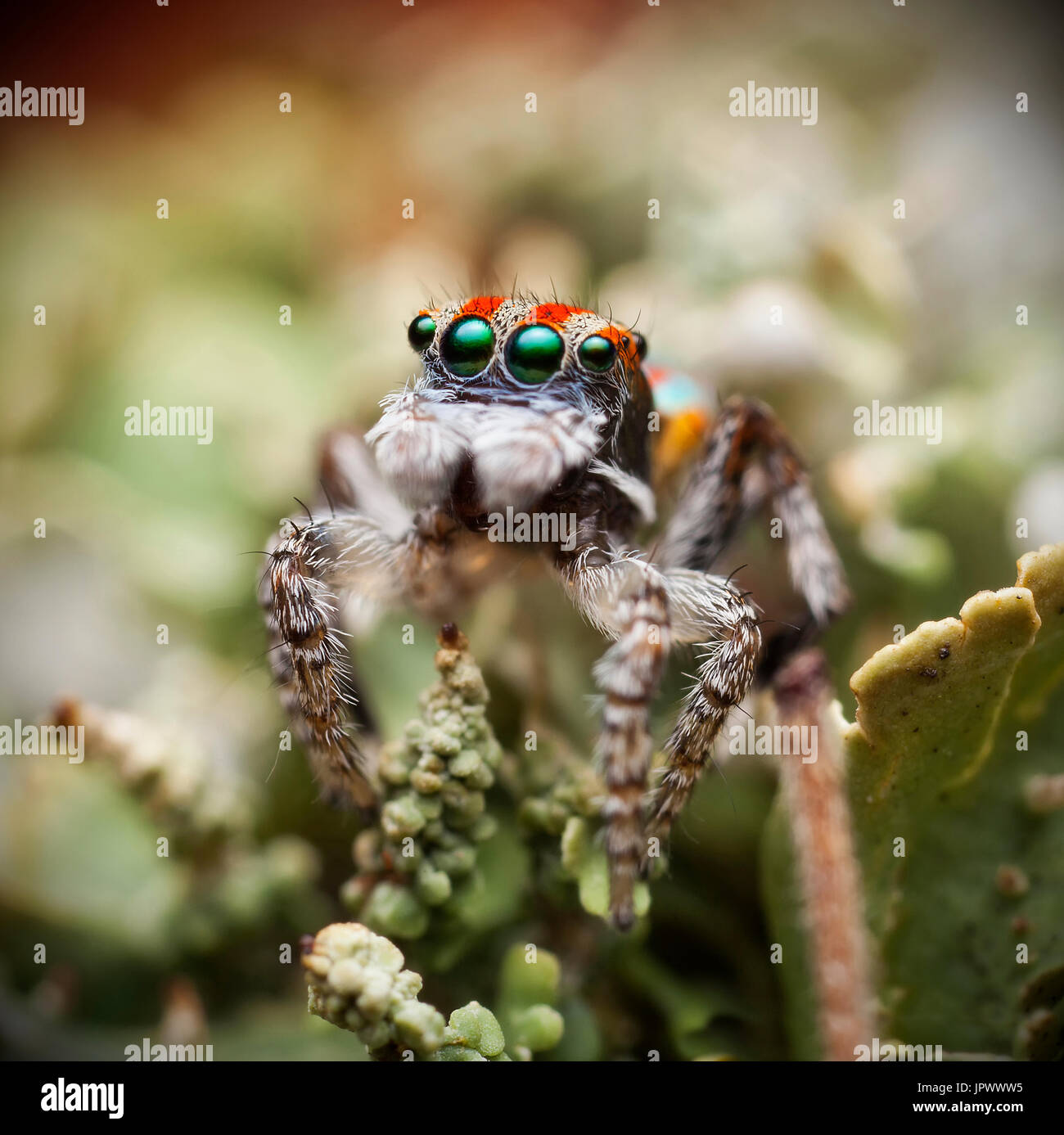 Male Peacock Jumping Spider on moss - Australia Stock Photo - Alamy