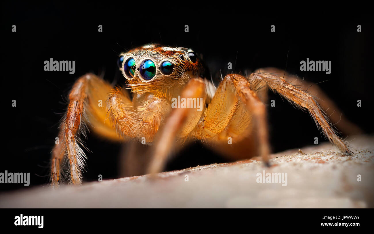 Male Jotus jumping spider on a black background - Australia Stock Photo ...