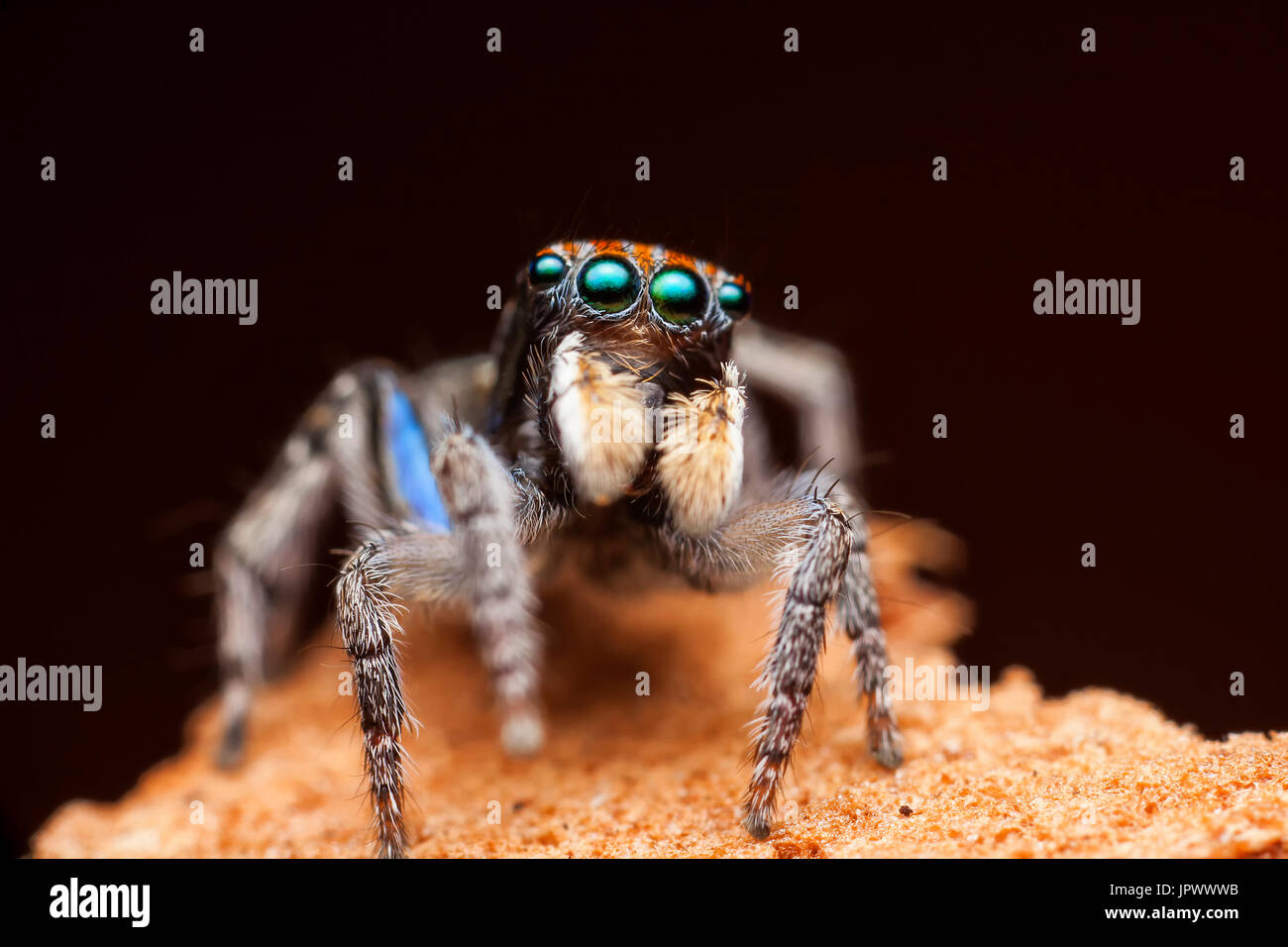 Peacock Spider High Resolution Stock Photography and Images - Alamy