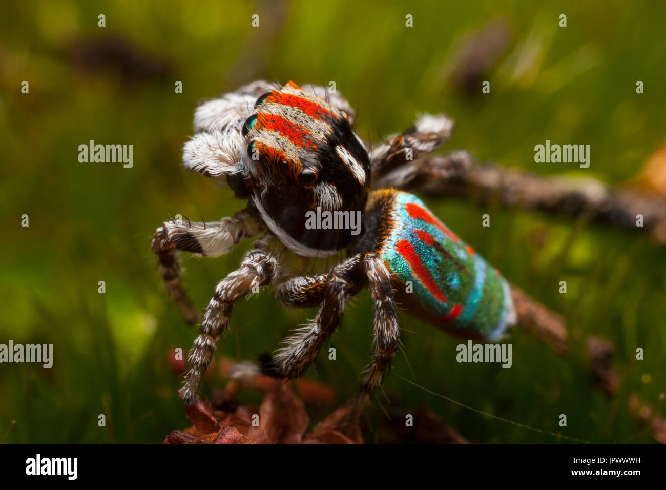 Male Peacock Spider after his final moult - Australia Stock Photo - Alamy