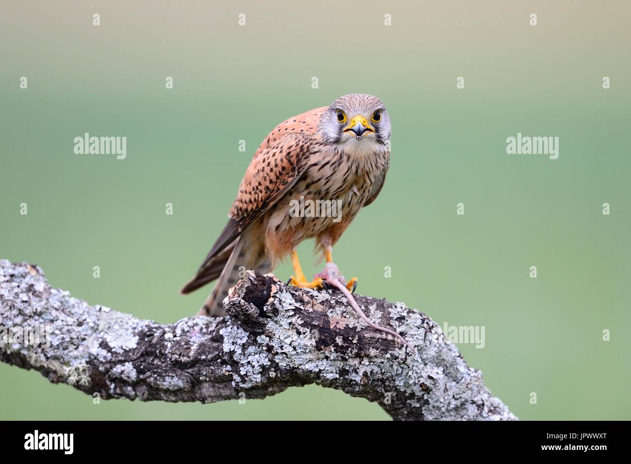 Common Kestrel with a prey on a branch - Spain Stock Photo - Alamy