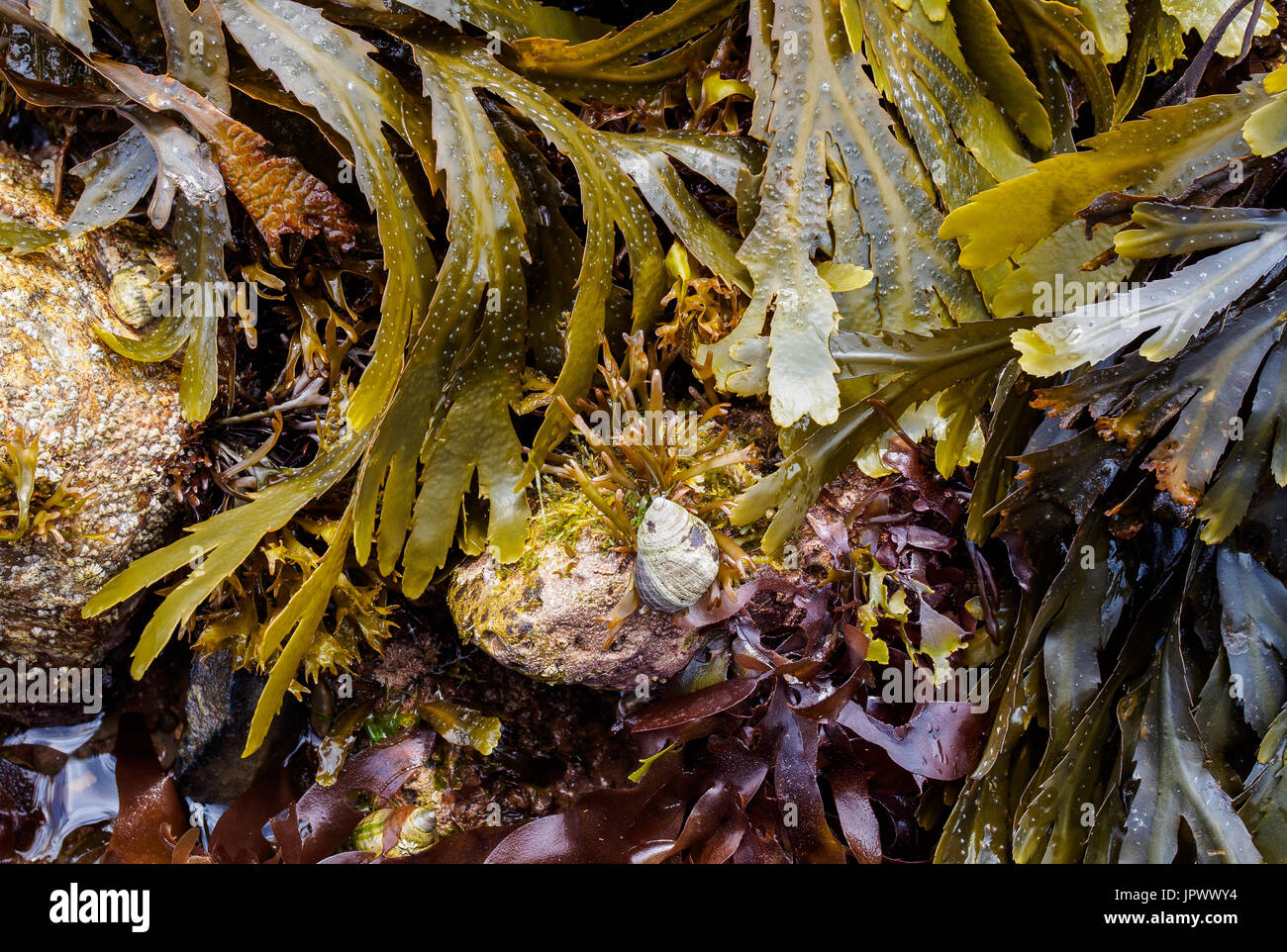 Sea life in rock pools on UK coastline Stock Photo - Alamy