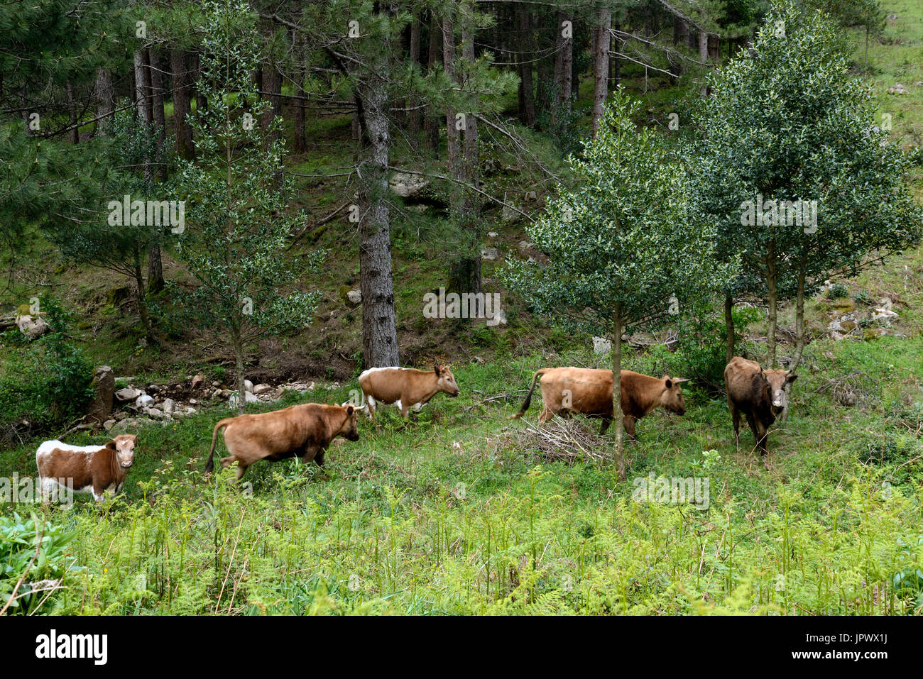 Corsican cows in the forest - Alta Rocca Corsica France Stock Photo - Alamy