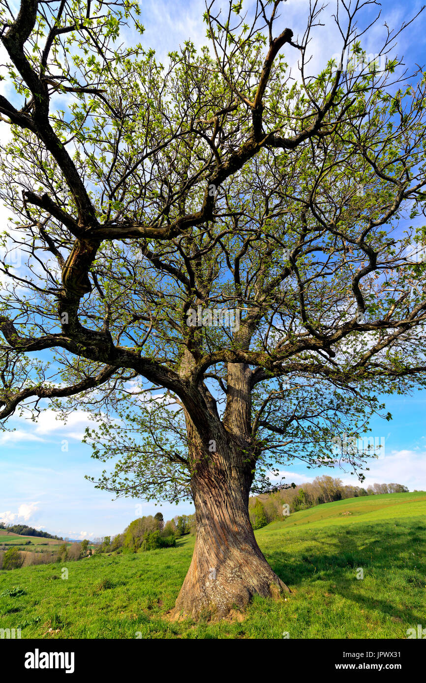 Chestnut centennial in the countryside - France Stock Photo - Alamy