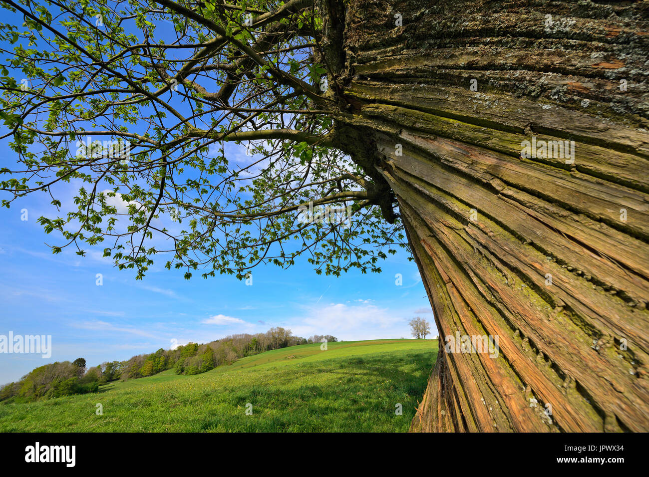 Chestnut centennial in the countryside - France Stock Photo - Alamy