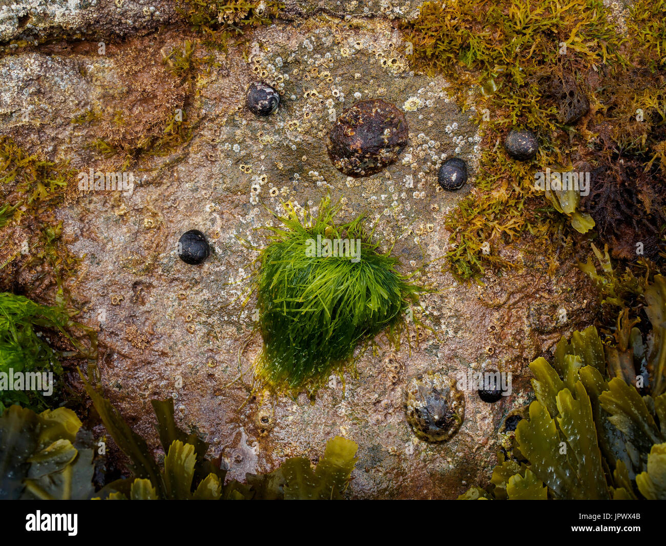 Marine life in the rock pools hi-res stock photography and images - Alamy