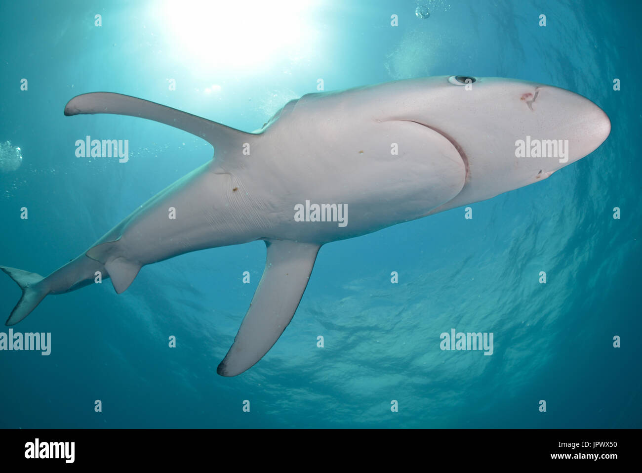 Blue shark - Cape of Good Hope South Africa Stock Photo - Alamy