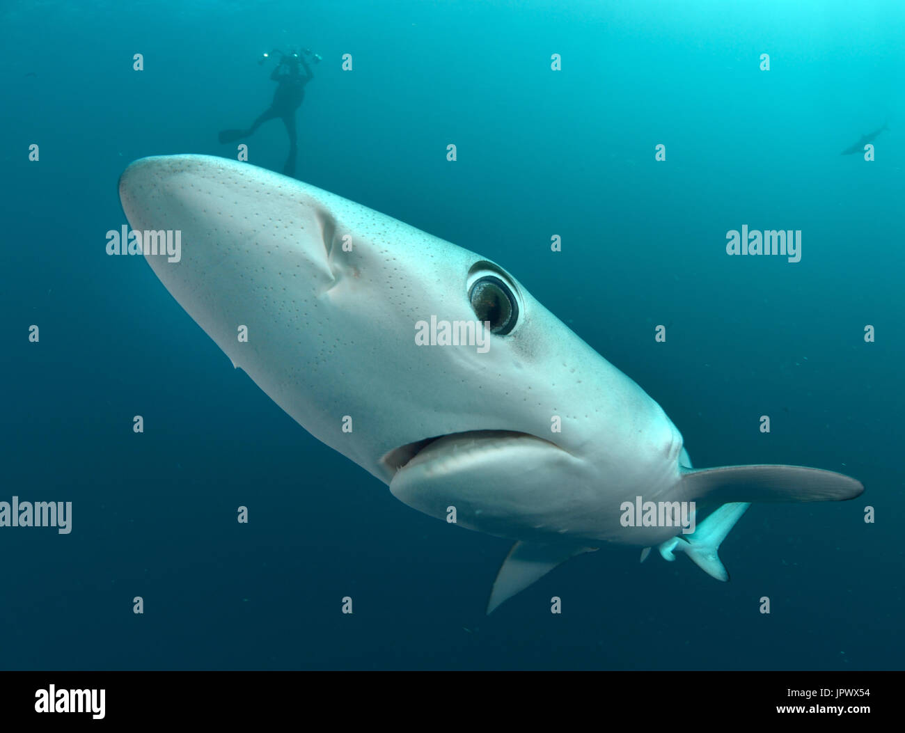 Blue shark - Cape of Good Hope South Africa Stock Photo - Alamy