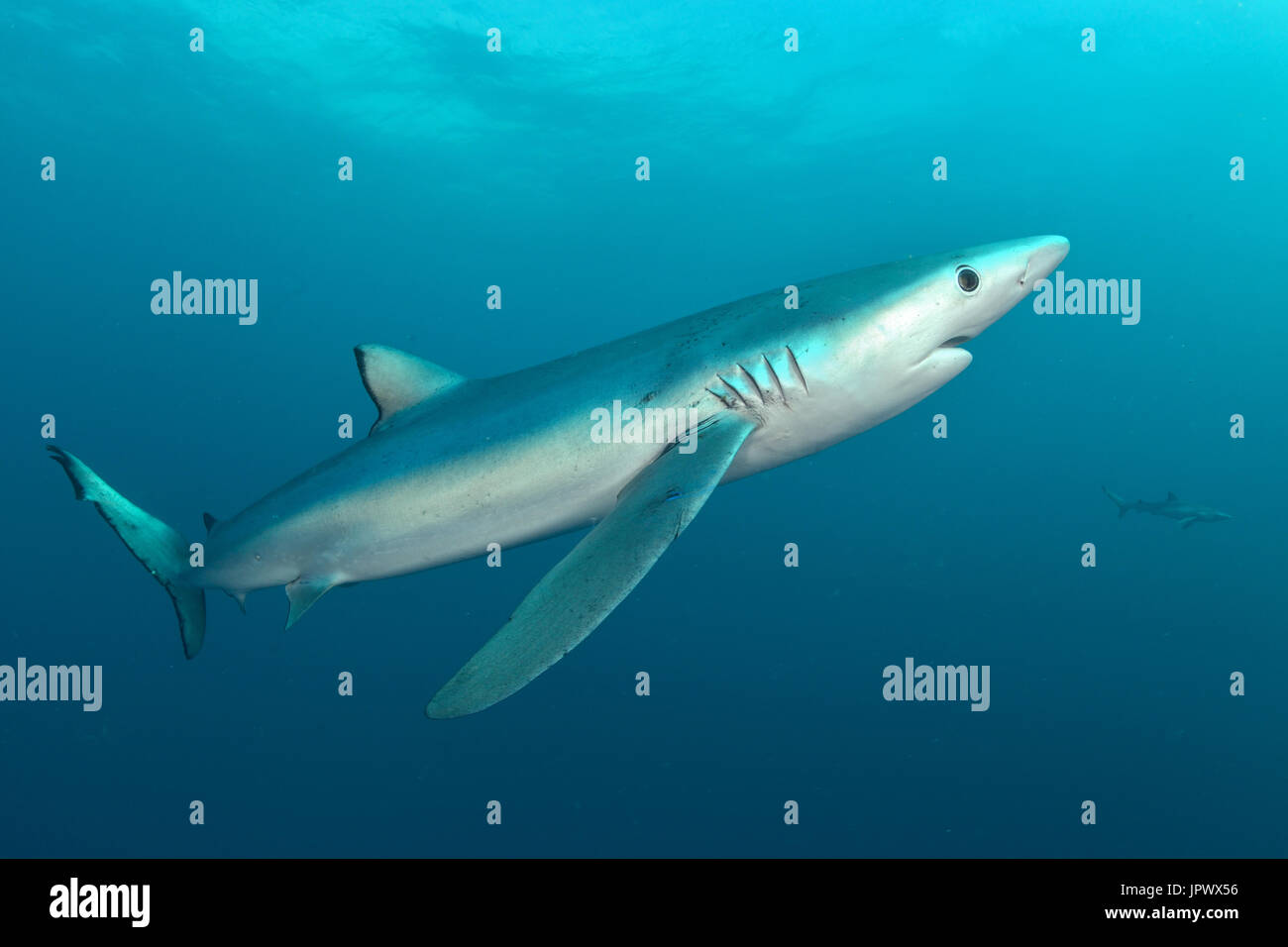 Blue shark - Cape of Good Hope South Africa Stock Photo - Alamy